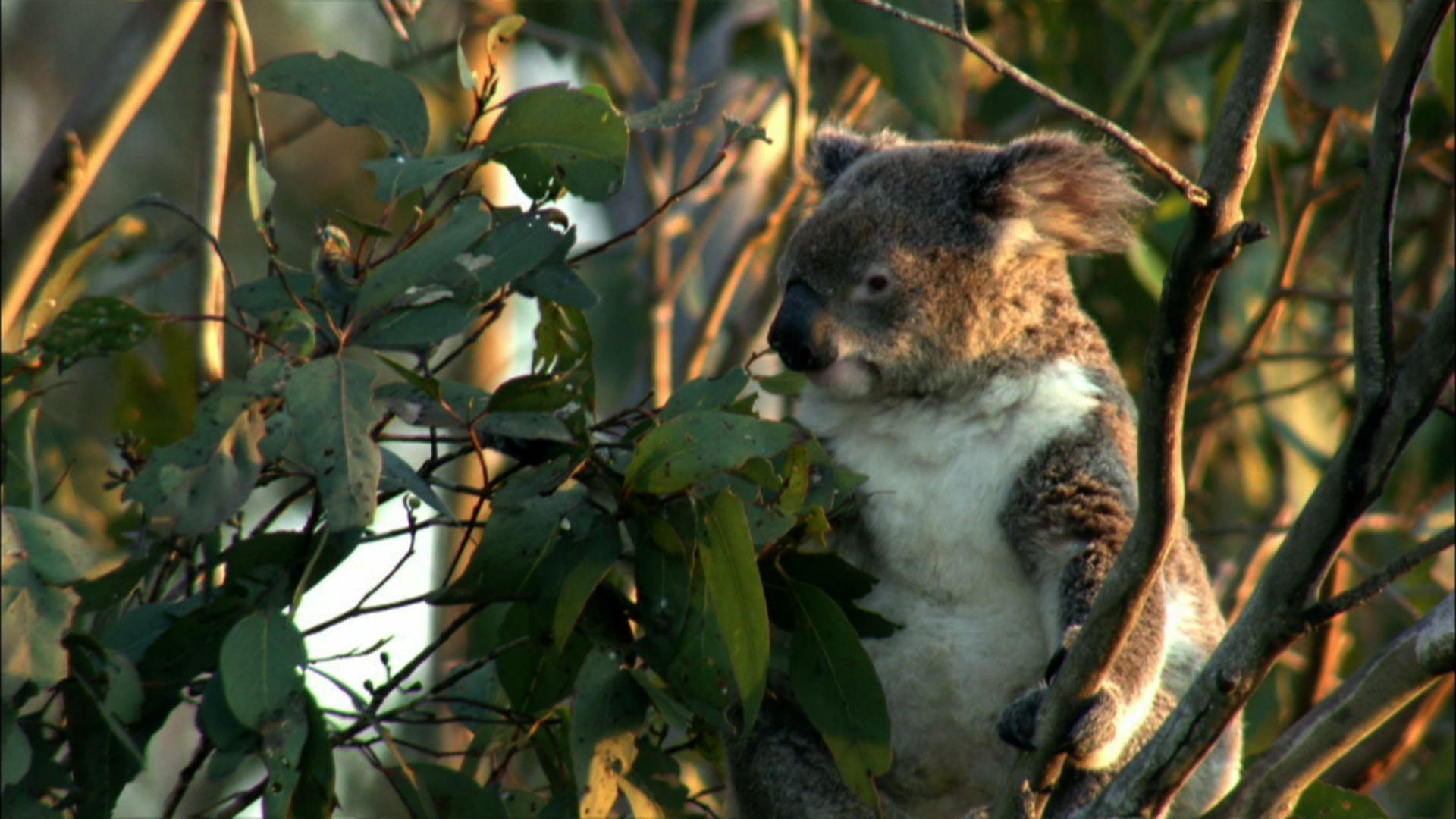Education | The Koala Diet | Nature | WLIW