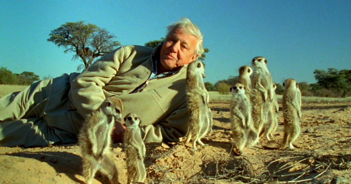 Nature | Attenborough's Life Stories: Part 2 Preview | Season 31 ...