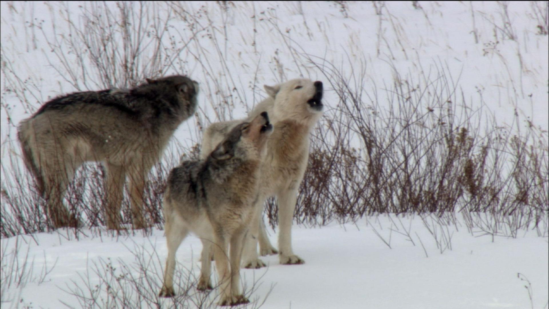 Cold Warriors: Wolves and Buffalo Preview | Nature | THIRTEEN - New ...