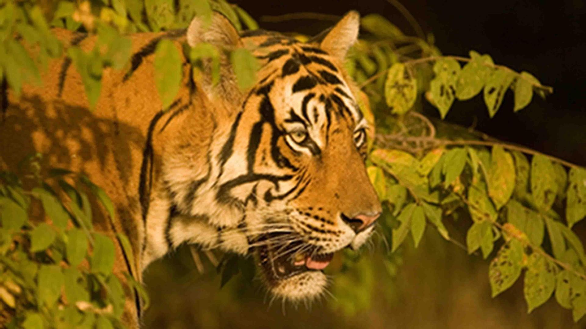 Broken Tail: A Tiger's Last Journey - Preview | Nature | THIRTEEN - New ...