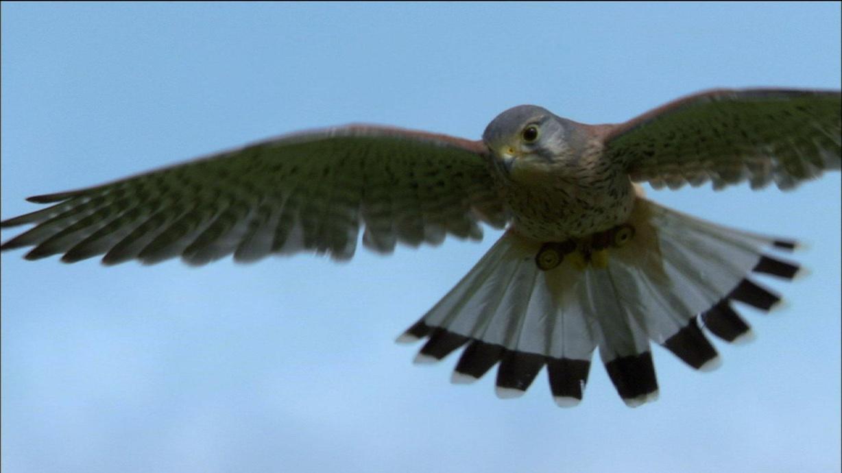 Revealing Kestrel Flight | Watch on PBS Wisconsin