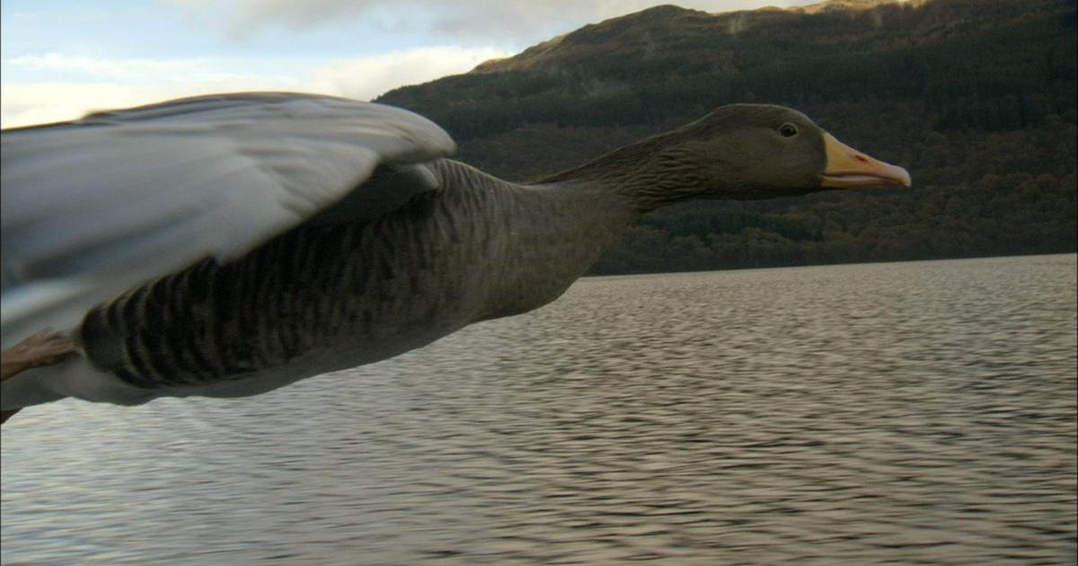 Nature | Alongside Greylag Geese | Season 31 | Episode 6 | THIRTEEN PBS