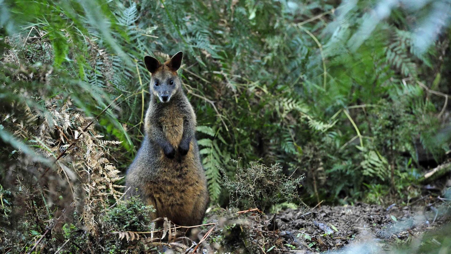 Survivors of the Firestorm - Preview | Nature | THIRTEEN - New York ...