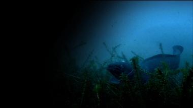 The Mystery of Eels | Full Episode | Nature | PBS