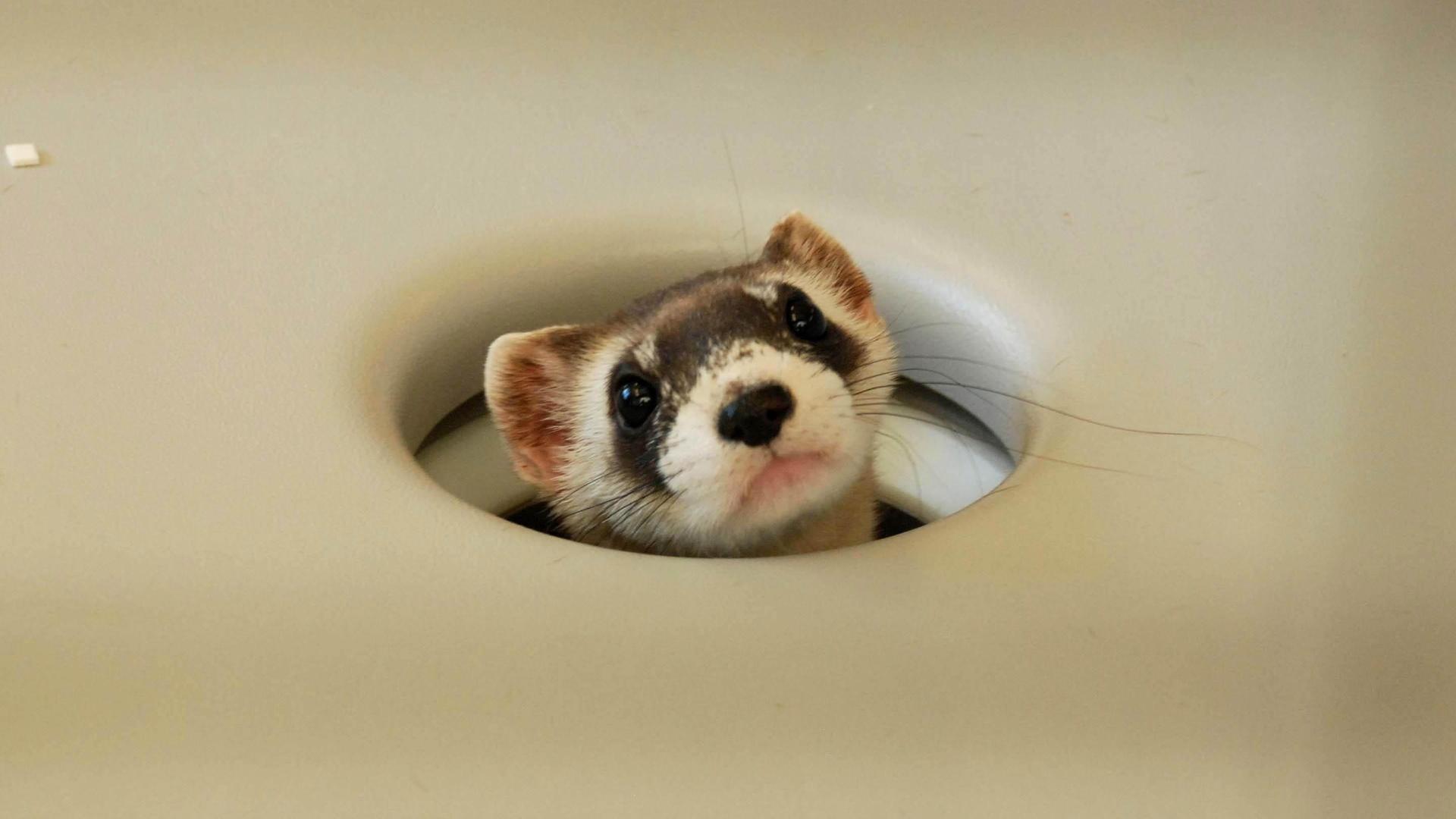 The Loneliest Animals - Preview | Nature | THIRTEEN - New York Public Media