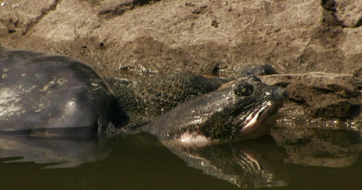 Nature | The Last Living Pair of Rafetus Turtles | Season 27 | Episode ...