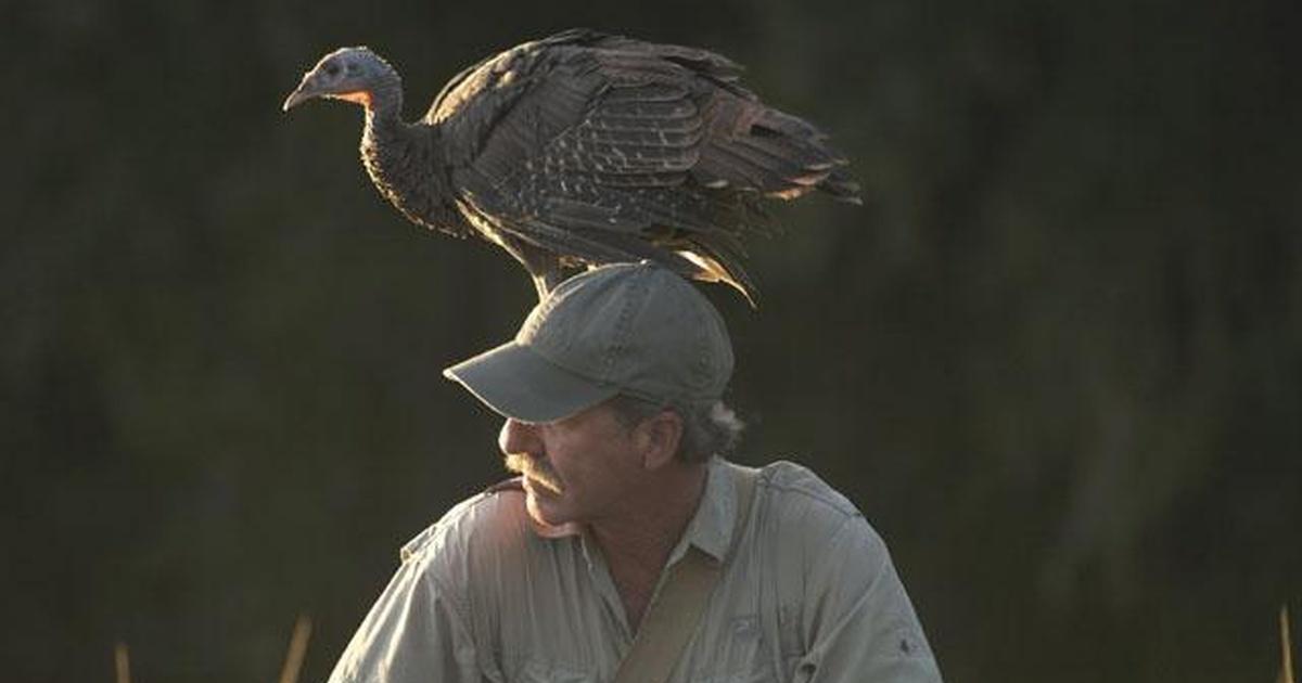 Nature | My Life as a Turkey - Preview | Season 30 | Episode 4 | PBS