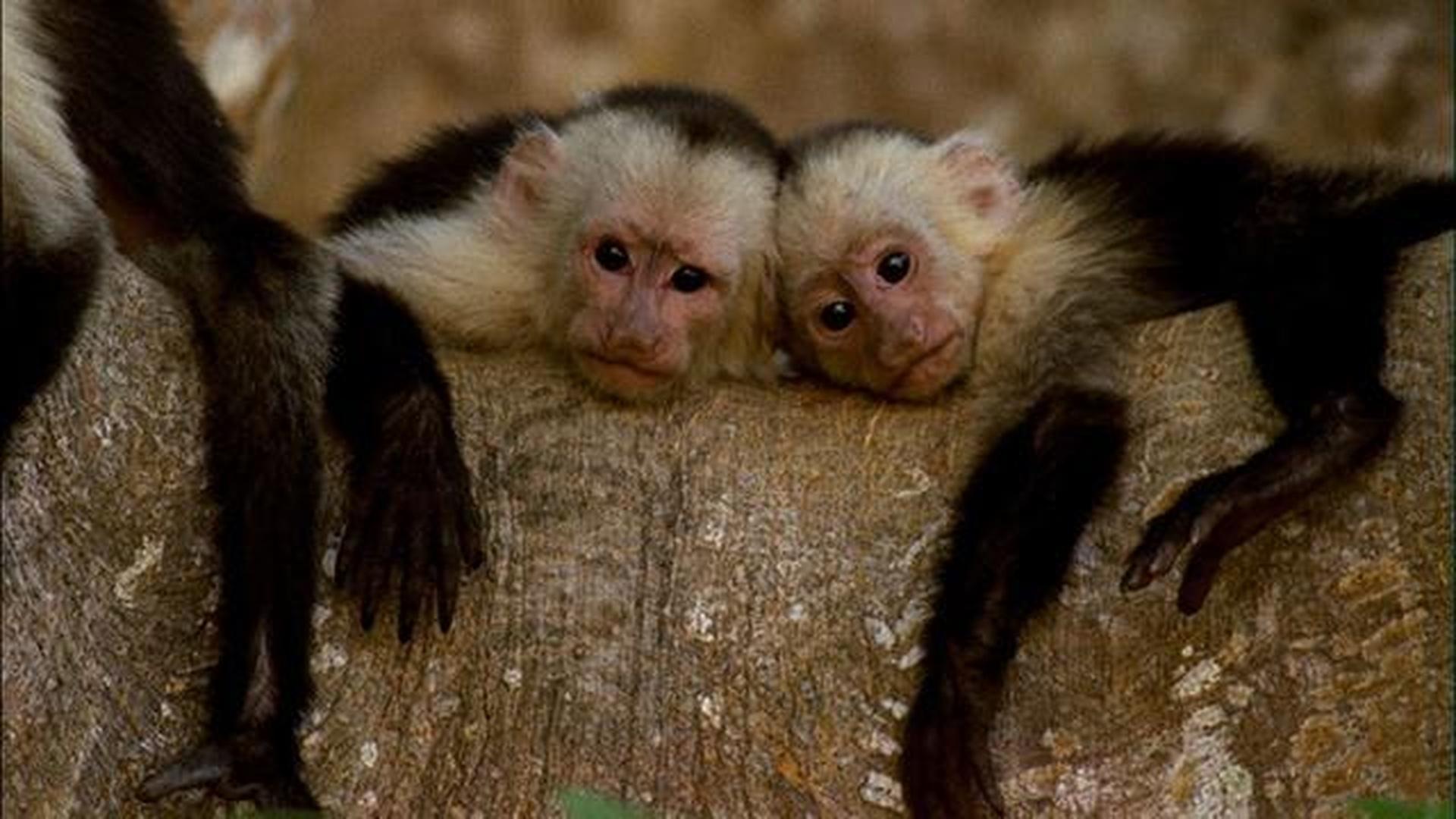 Clever Monkeys - Preview | Nature | THIRTEEN - New York Public Media