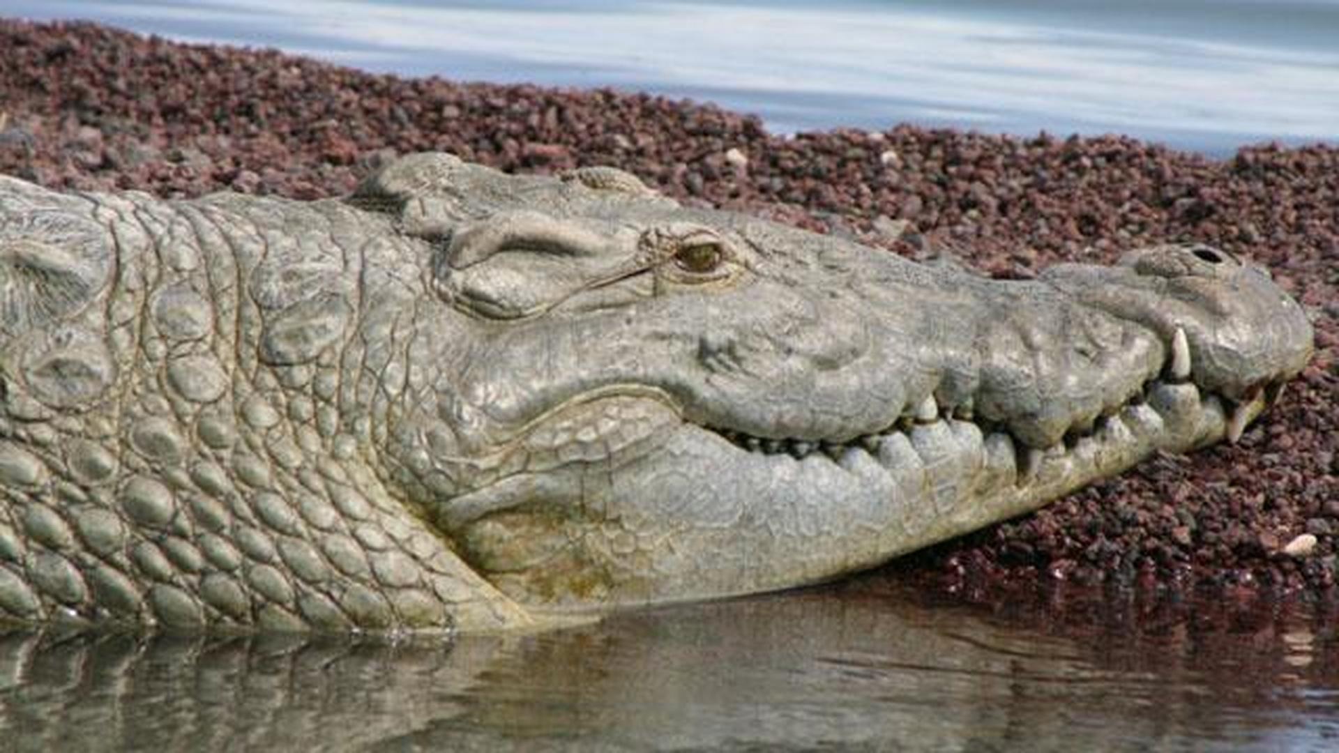 Supersize Crocs - Preview | Nature | THIRTEEN - New York Public Media