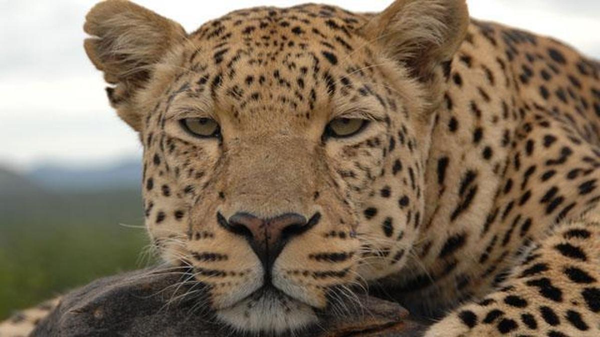 Revealing the Leopard - Preview | Nature | THIRTEEN - New York Public Media