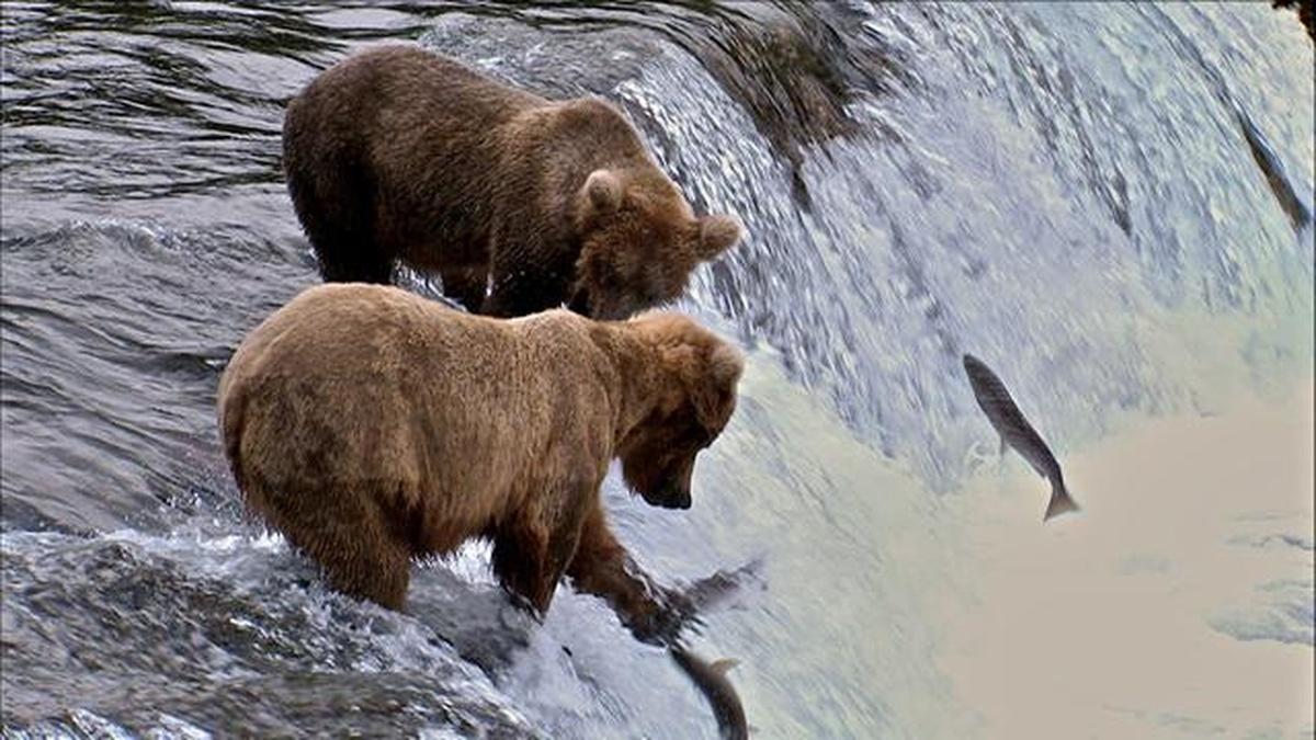 Salmon: Running the Gauntlet - Preview | Nature | THIRTEEN - New York ...