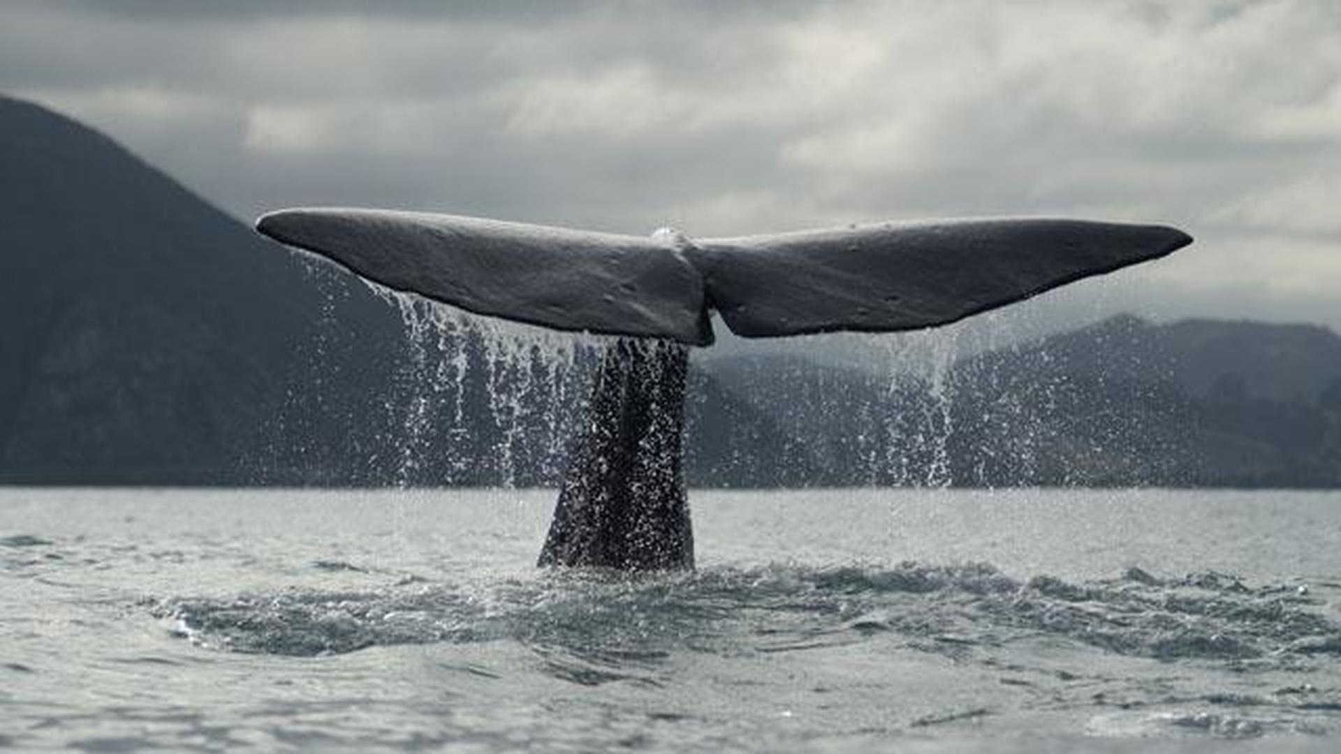 Ocean Giants "Giant Lives" - Preview | Nature | NJ PBS