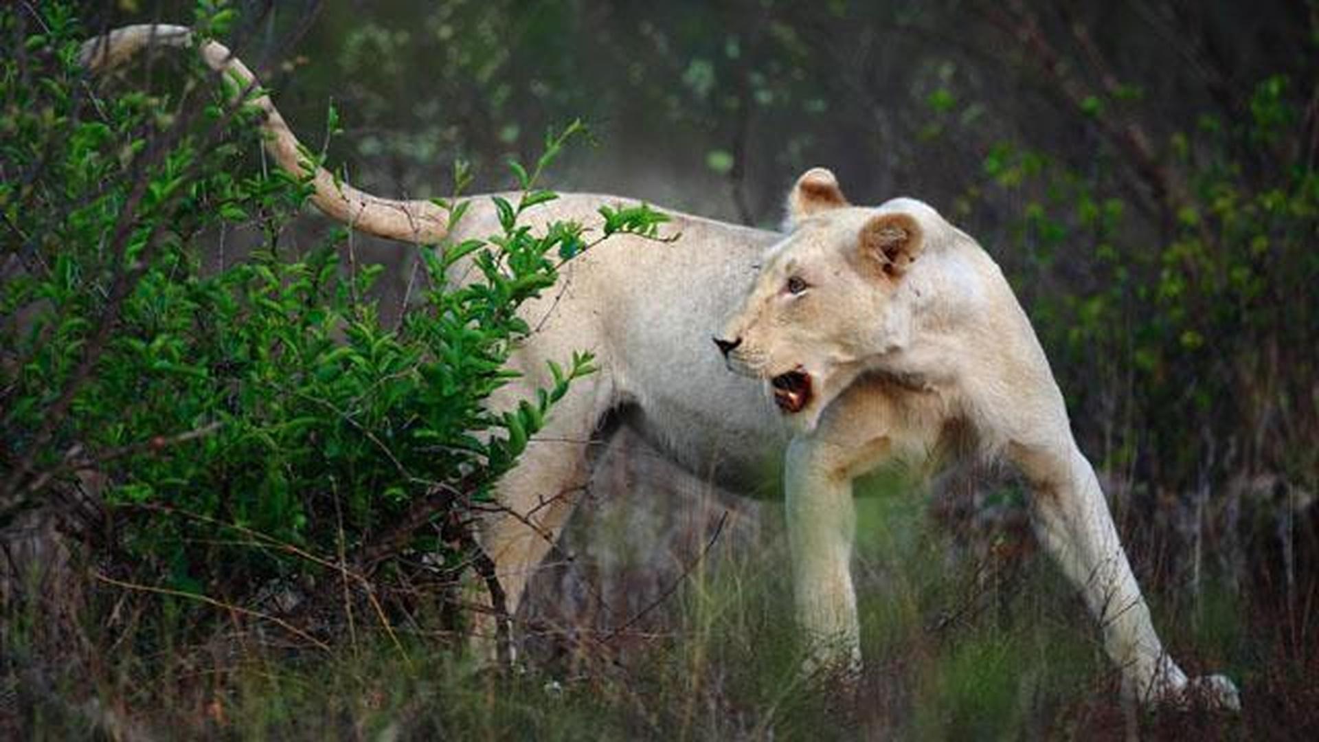 The White Lions - Preview | Nature | THIRTEEN - New York Public Media