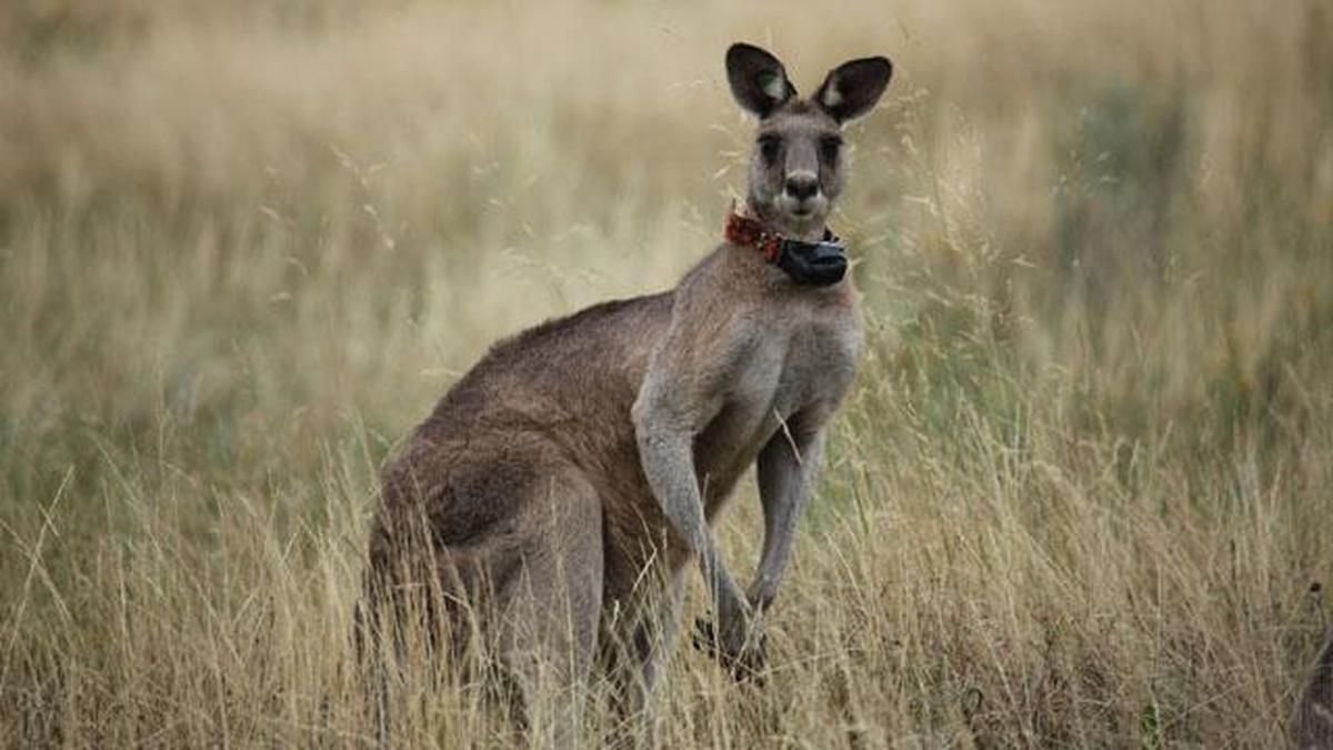 Kangaroo Mob - Preview | Nature | THIRTEEN - New York Public Media