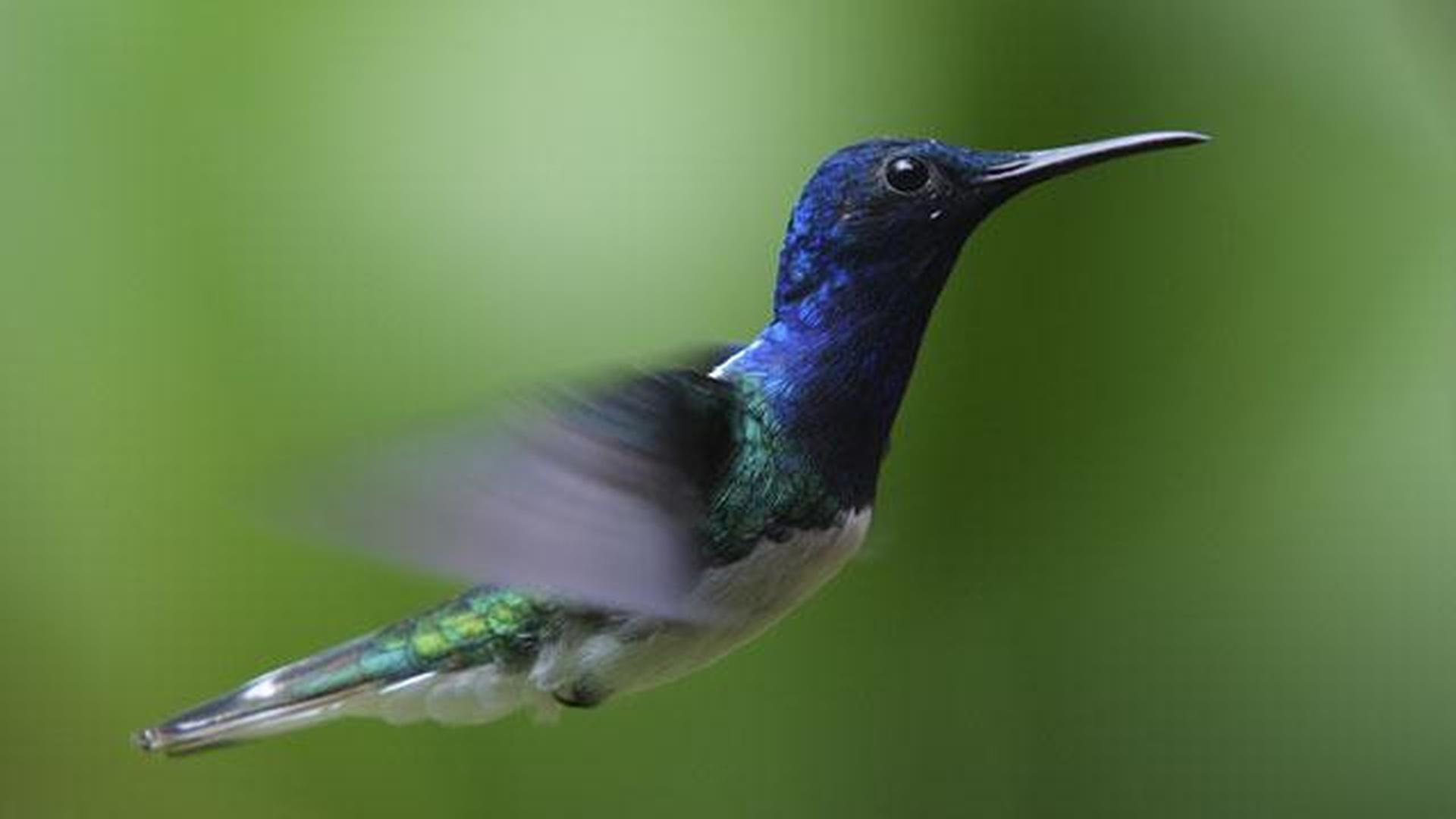 Hummingbirds: Magic in the Air - Preview | Nature | THIRTEEN - New York ...