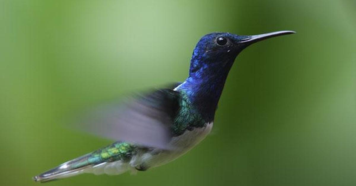 Nature | Hummingbirds: Magic in the Air - Preview | Season 28 | Episode ...