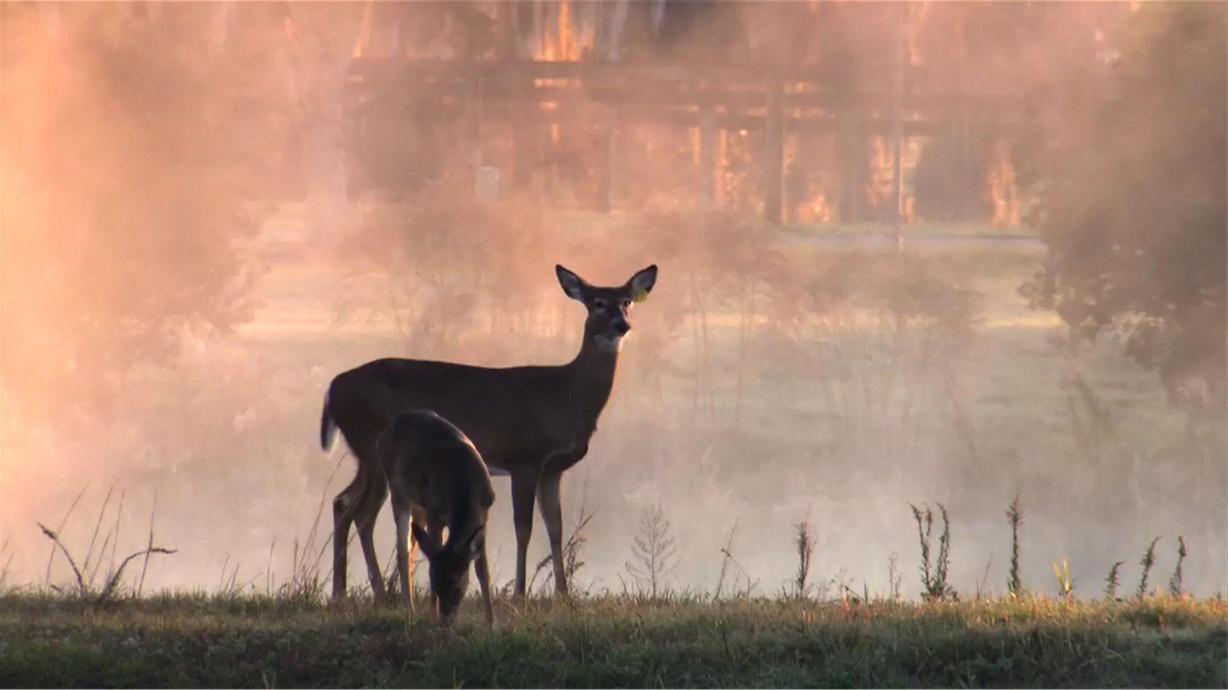Making The Private Life of Deer | Watch Nature on PBS Wisconsin