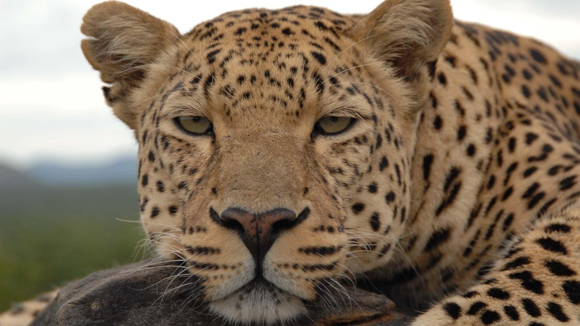 Big Cats | Nature | THIRTEEN - New York Public Media