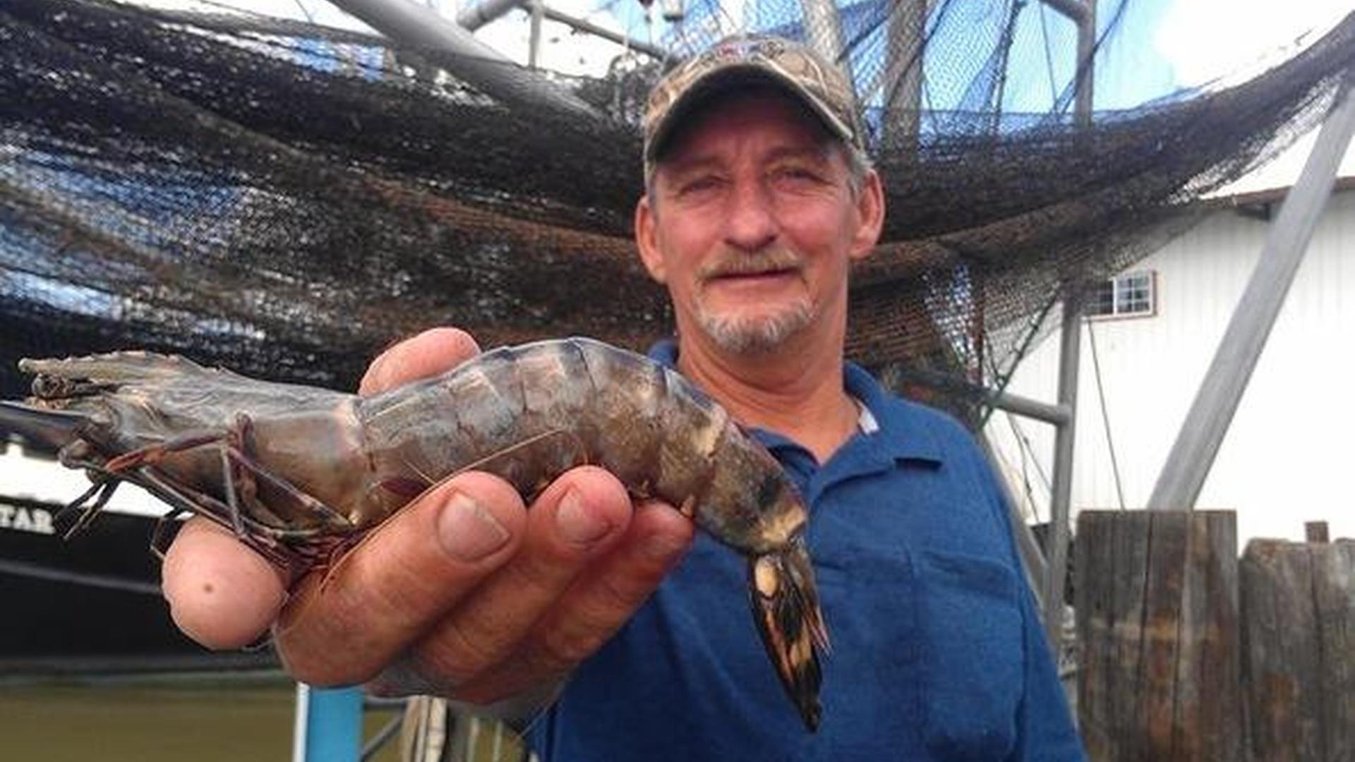 Tiger shrimp invade Louisiana water | PBS NewsHour | THIRTEEN - New ...