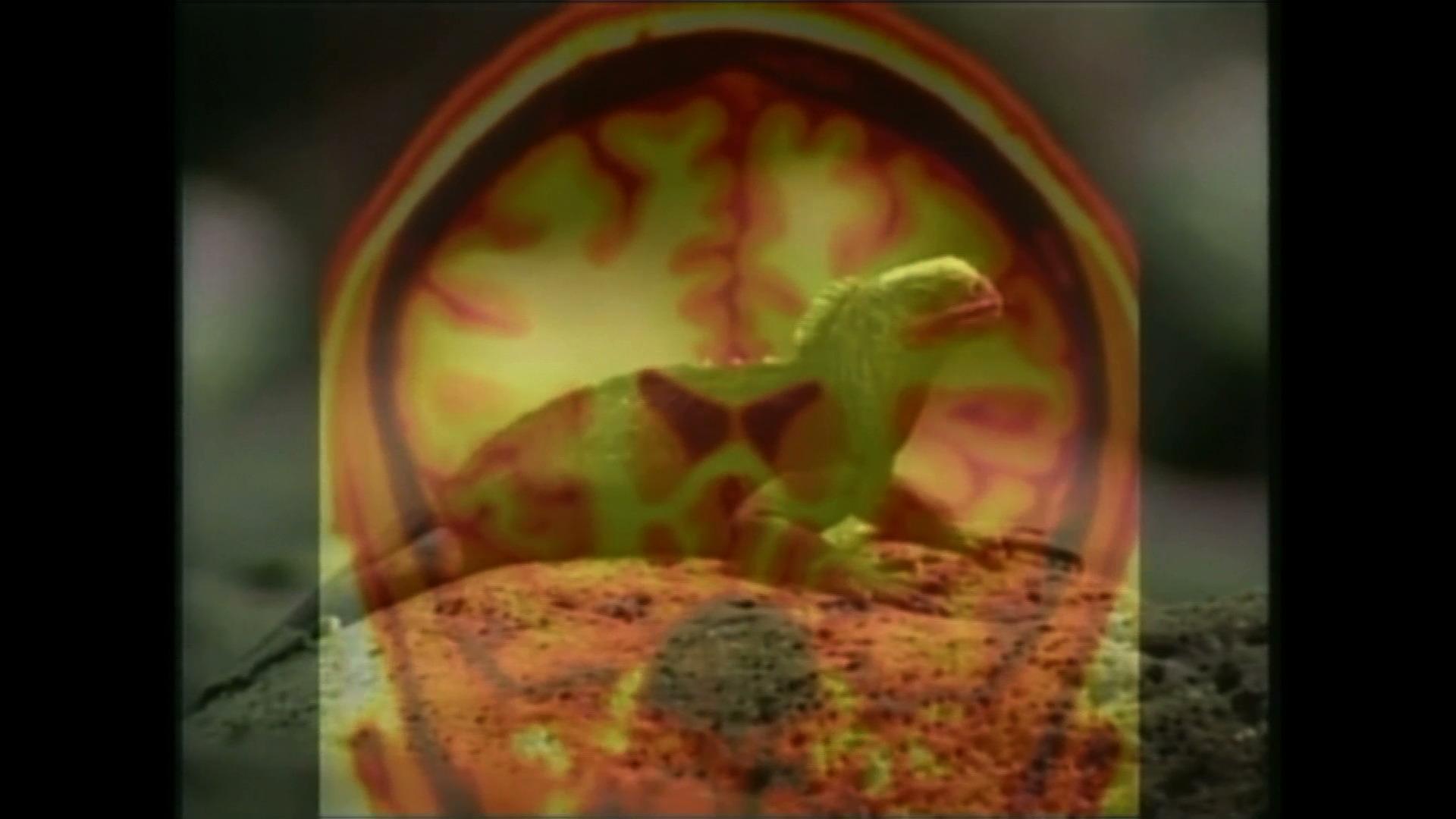 How Your Brain Makes Economic Decisions | PBS NewsHour | THIRTEEN - New ...