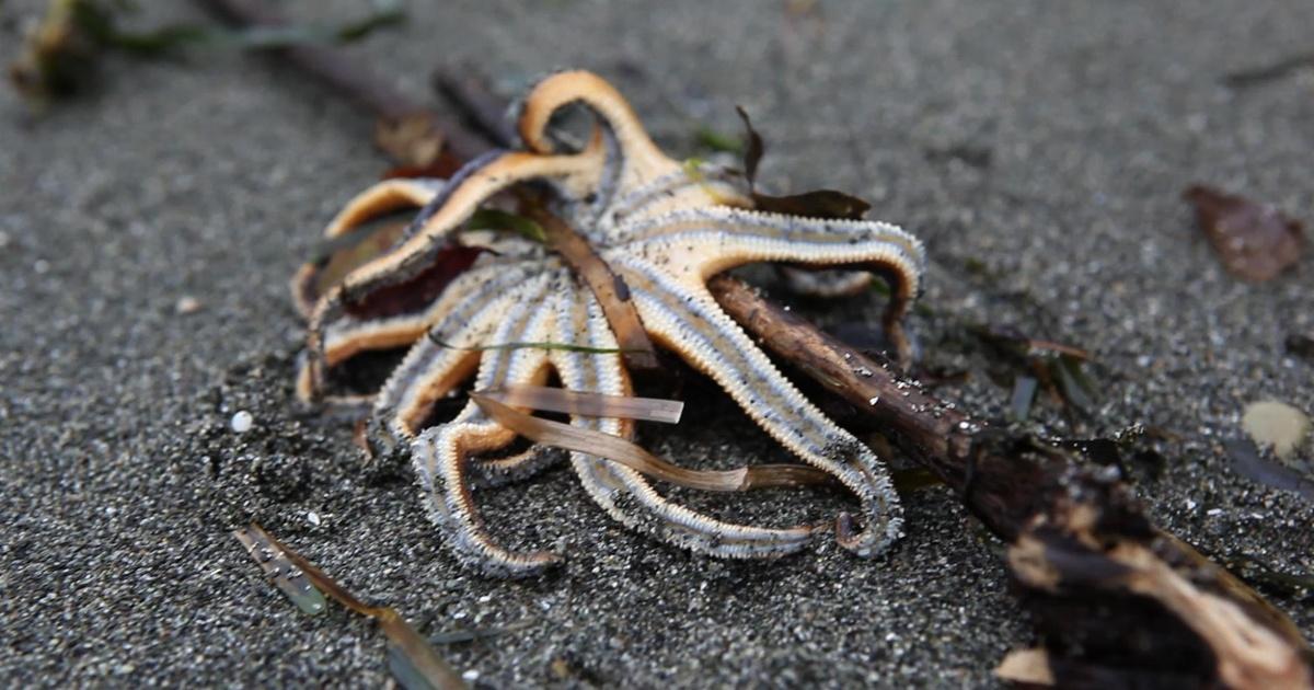 PBS NewsHour | Why are starfish dying off the Pacific Coast? | Season ...