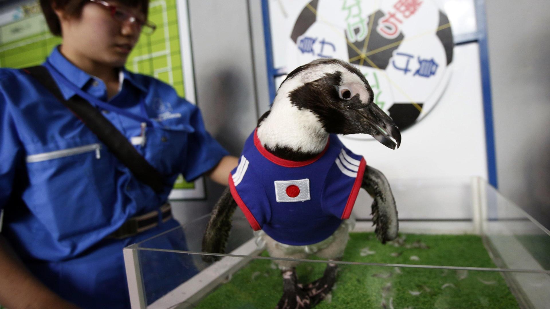 Animals predict World Cup outcomes across the globe | PBS NewsHour ...