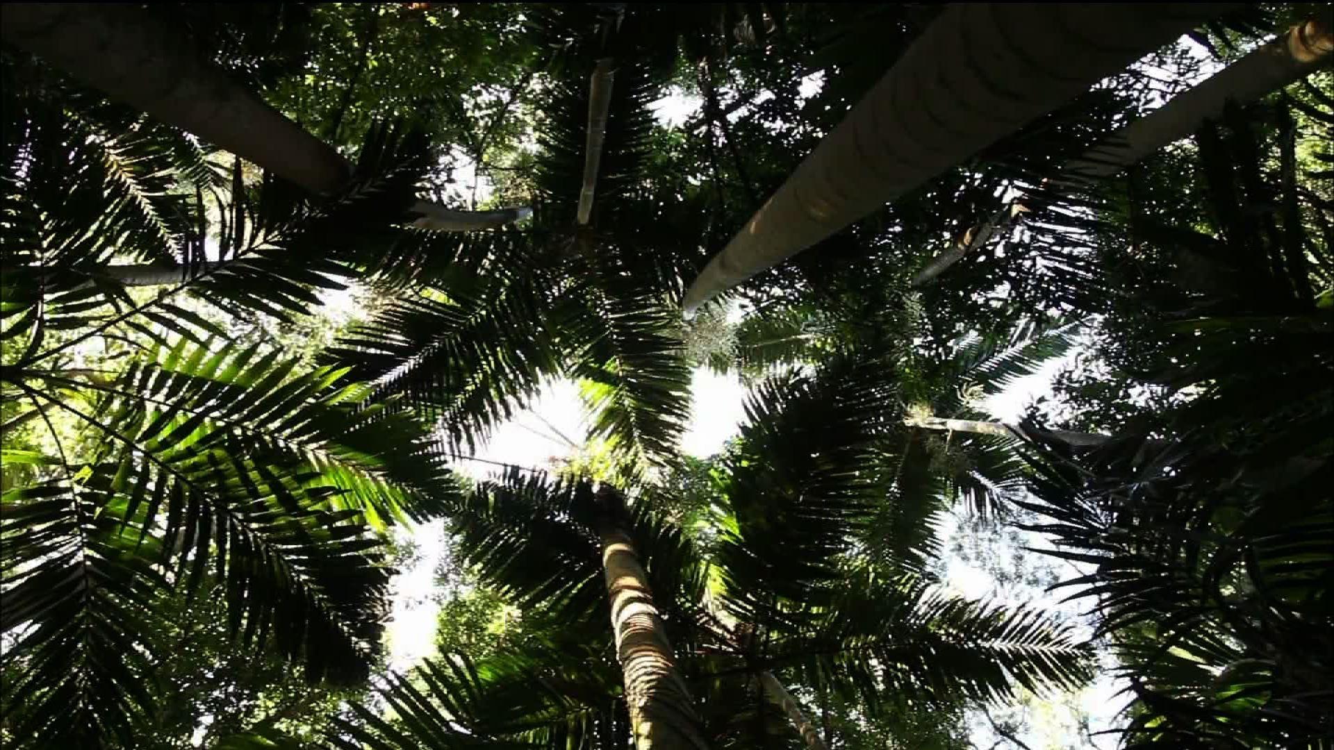 How poet W.S. Merwin found paradise by planting palm trees | PBS ... How poet W.S. Merwin found paradise by planting palm trees | PBS ...