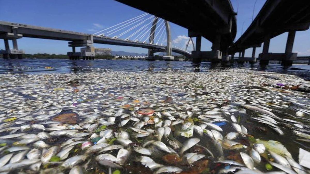 Rio exhibit uses trash to stress pollution ahead of Olympics | PBS ...