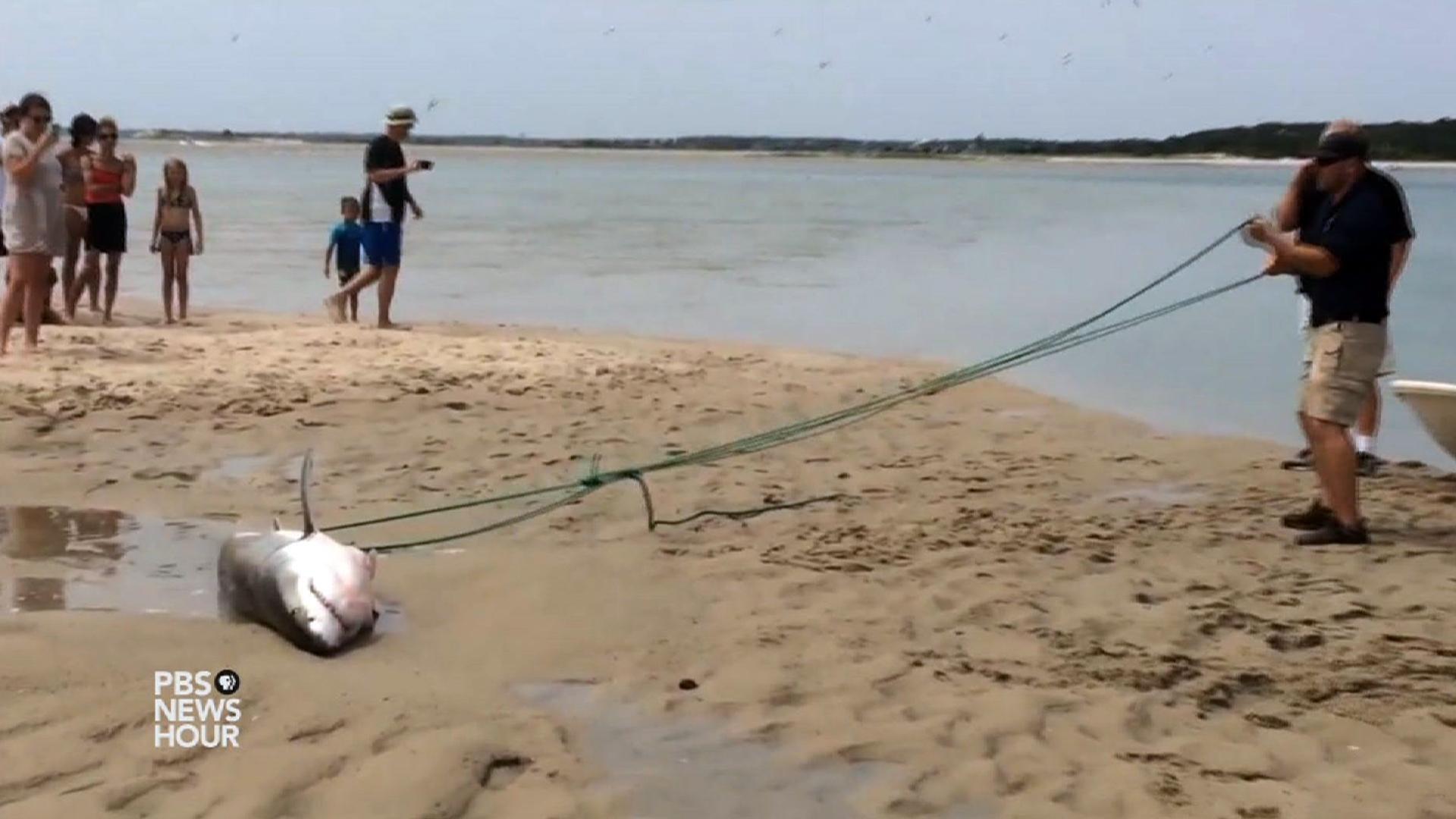 A not-so-great beach day for this stranded great white shark | PBS ...