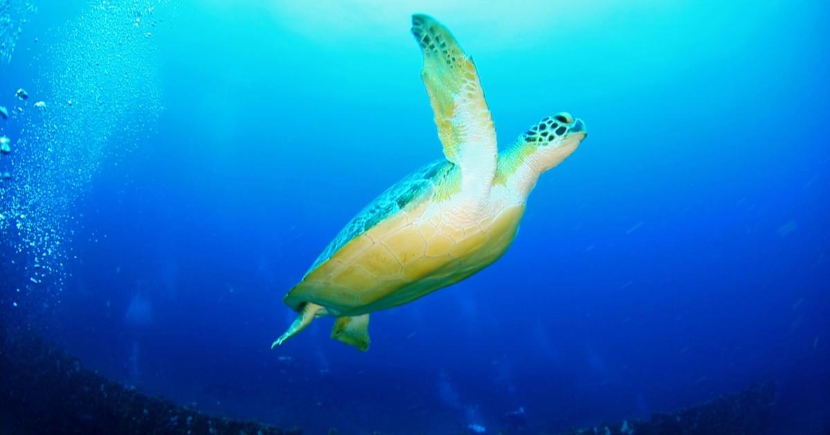 PBS News Hour | Shifts in Climate Shifting Sea Turtles | Season 2015 | PBS