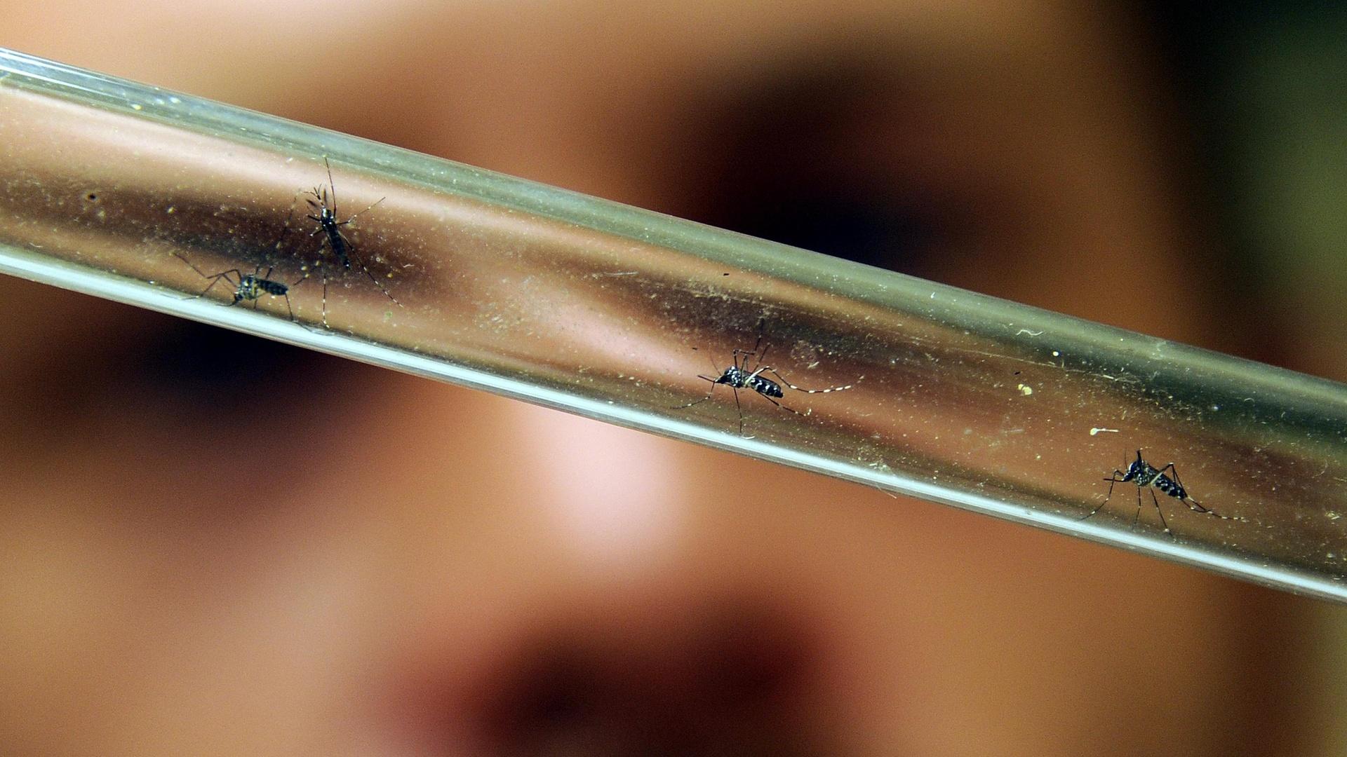 Can mutant mosquitoes fight Zika & dengue fever? | PBS NewsHour ...