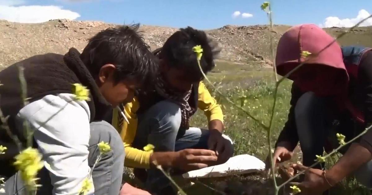 PBS News Hour | Yazidis of Iraq turn to truffles for survival | Season ...