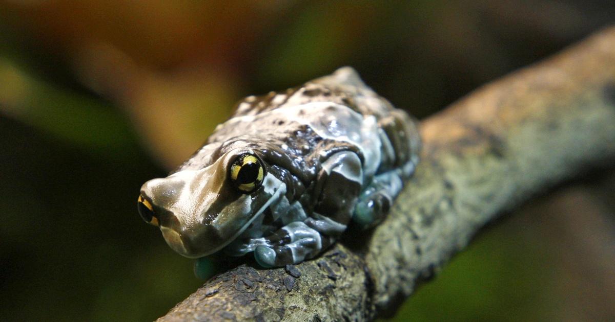 PBS NewsHour | Why the Amazon milk frog is the world’s greatest gymnast ...