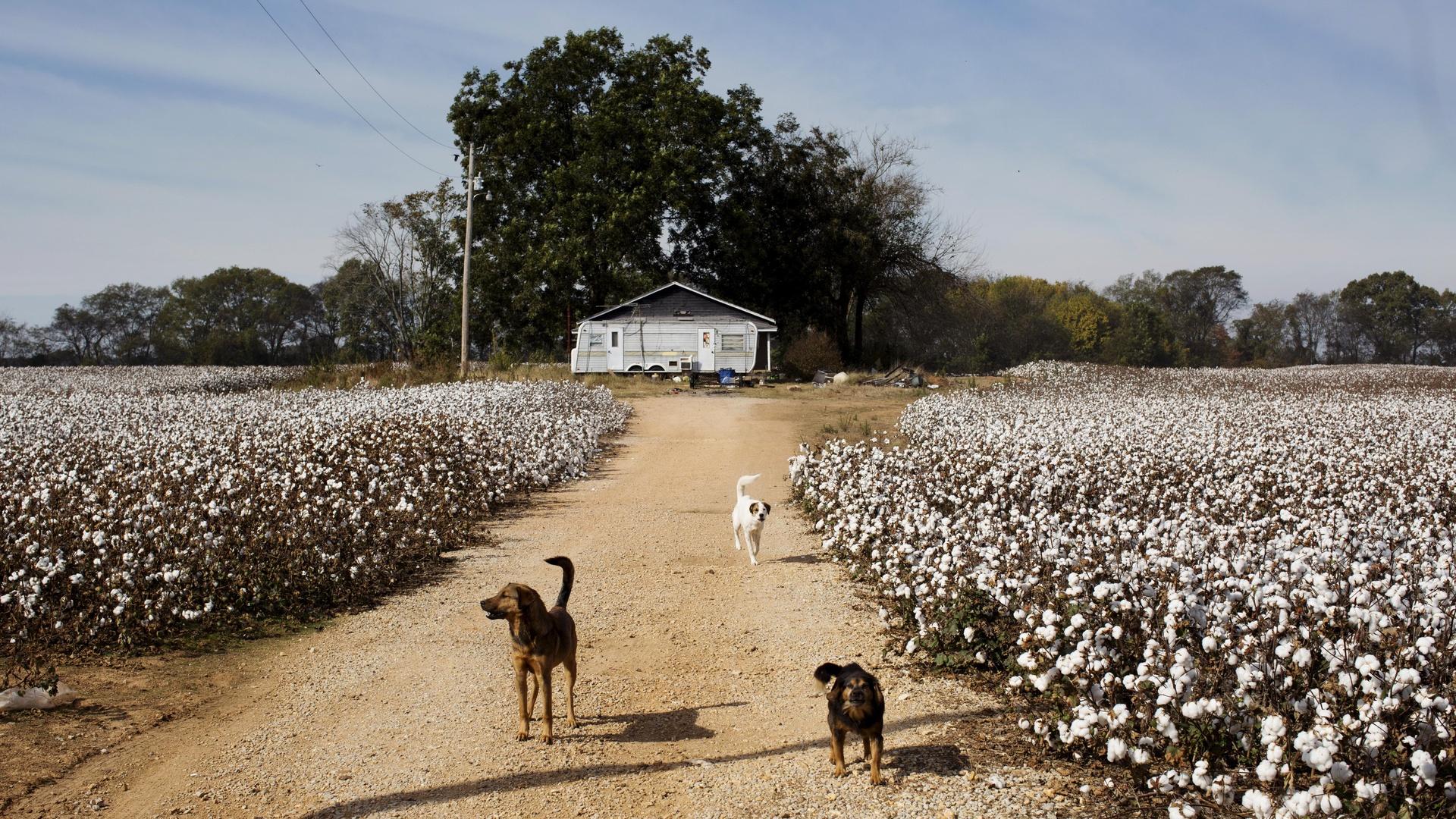 Poverty-stricken past and present in the Mississippi Delta | PBS ...