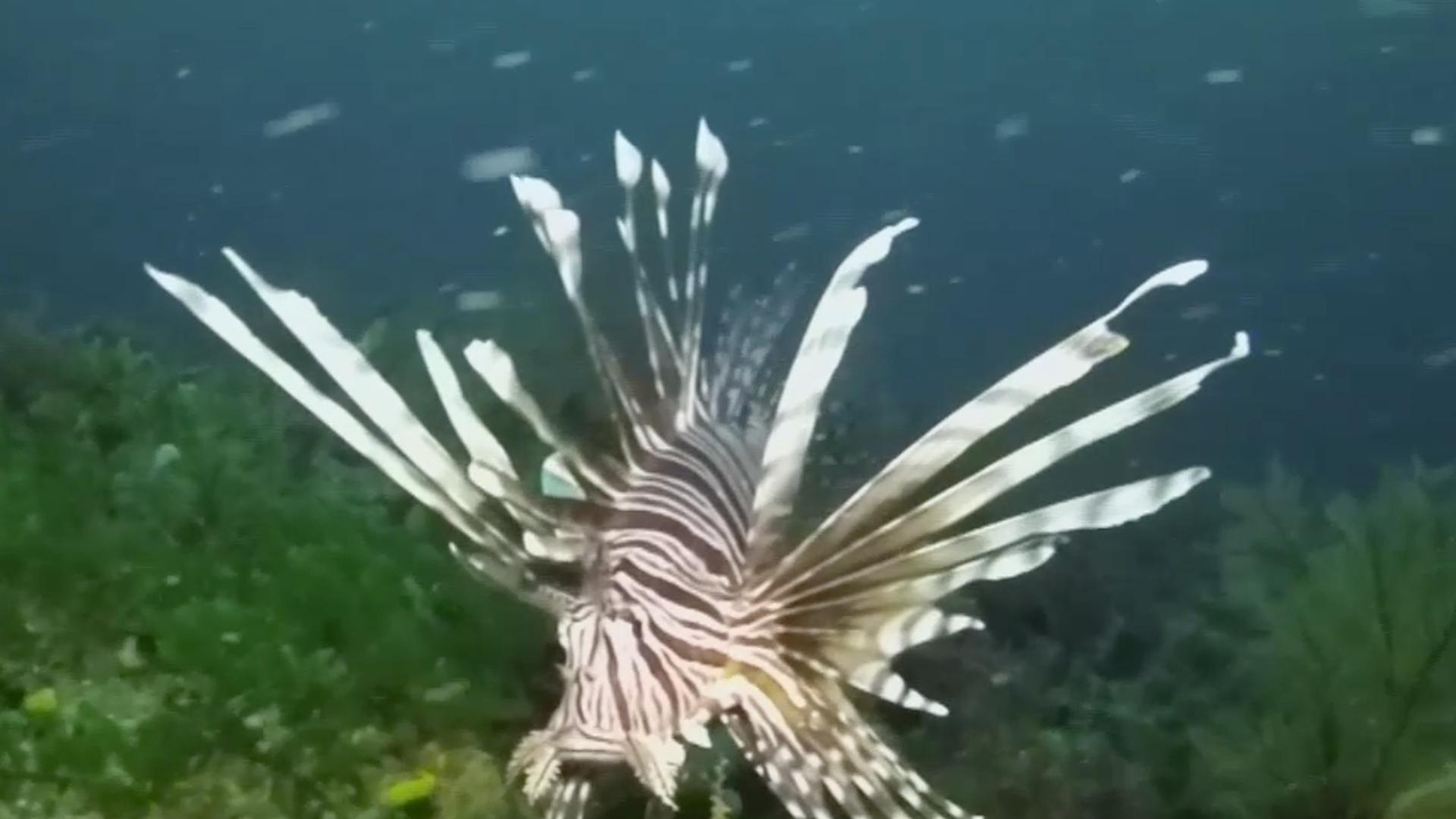 How Florida is handling invasive lionfish | PBS NewsHour | THIRTEEN ...
