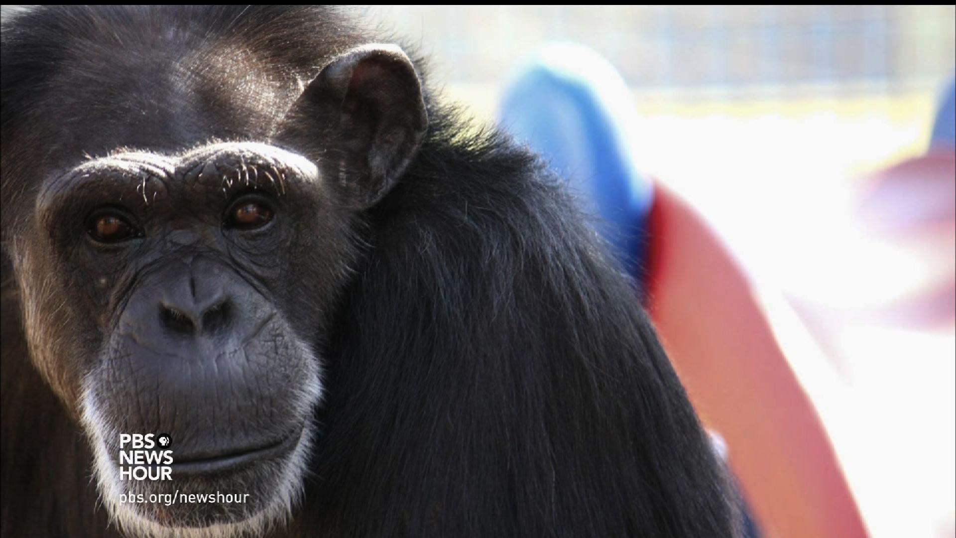 Where seven chimps are living out their post-lab days | PBS NewsHour ...