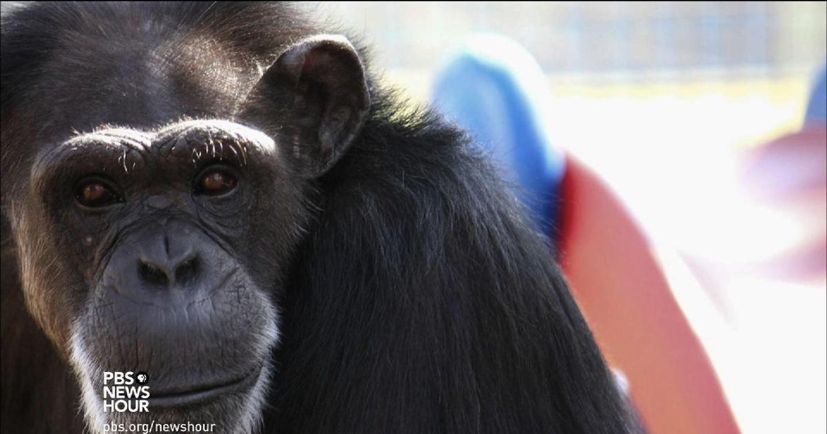 PBS NewsHour | Where seven chimps are living out their post-lab days ...