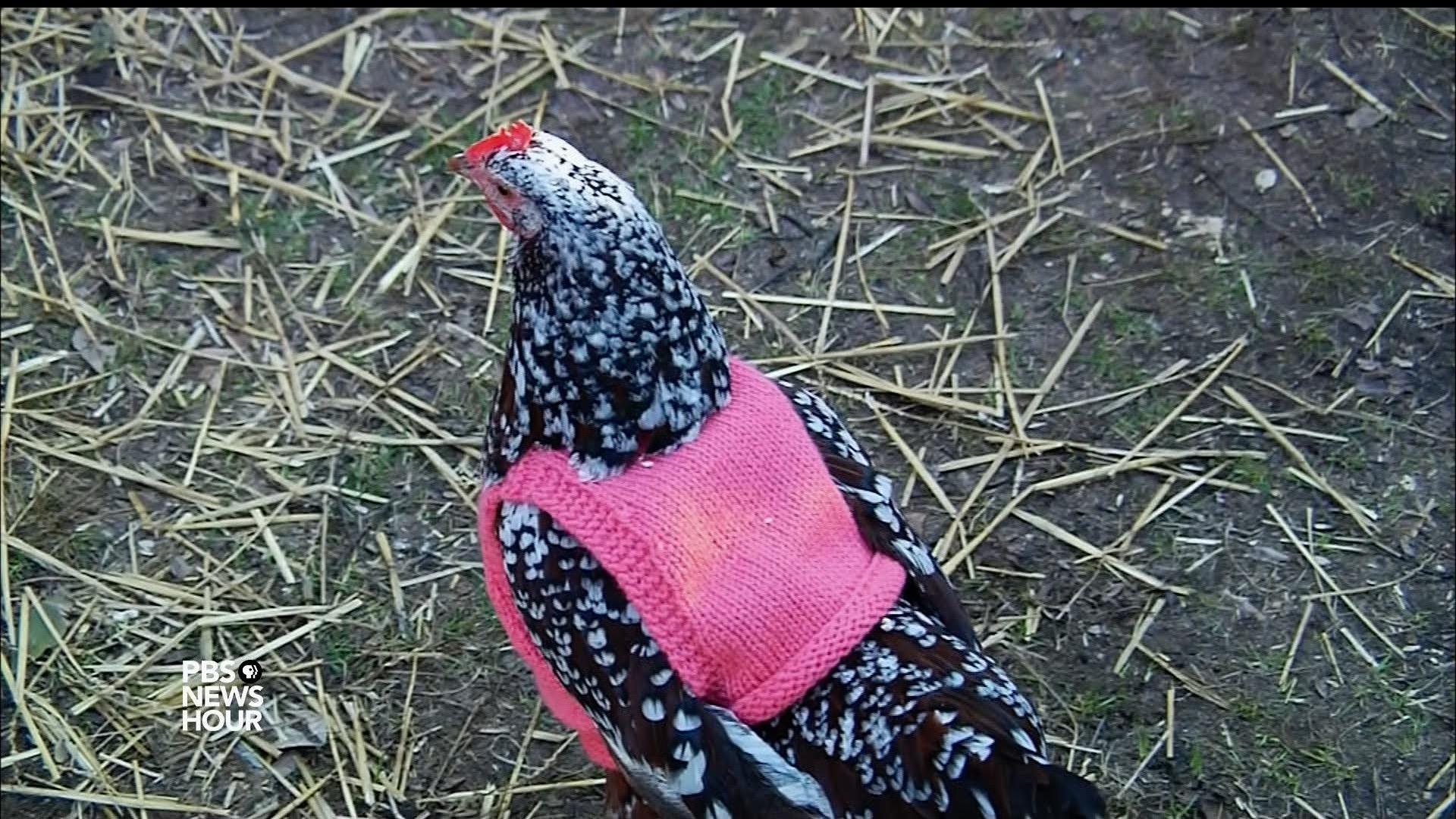 Frozen chicken? Not with these handknit sweaters | PBS NewsHour ...