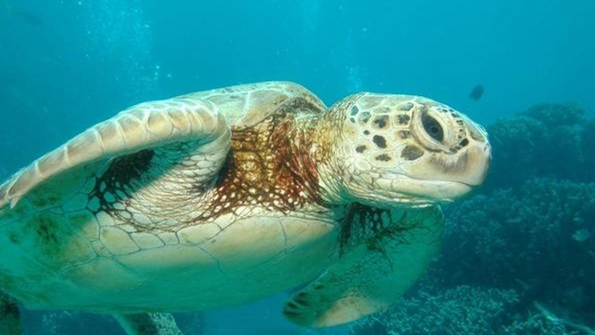 Oceans Face Mass Extinction | PBS NewsHour | THIRTEEN - New York Public ...