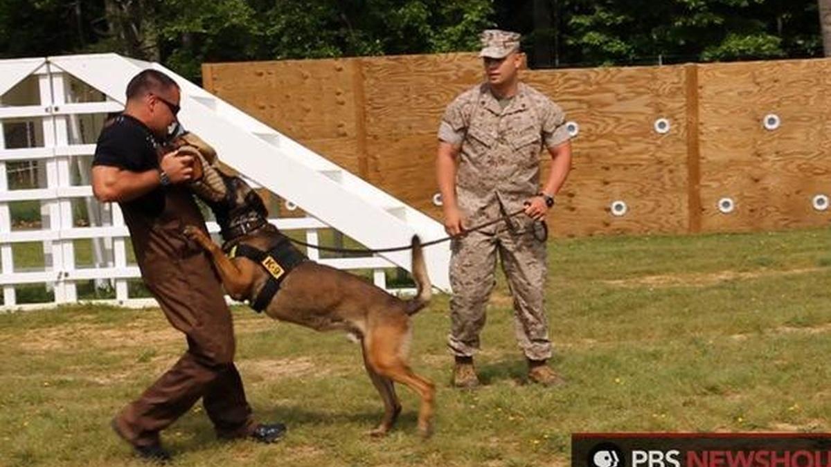 Military Dog Training Demonstration | PBS NewsHour | THIRTEEN - New ...