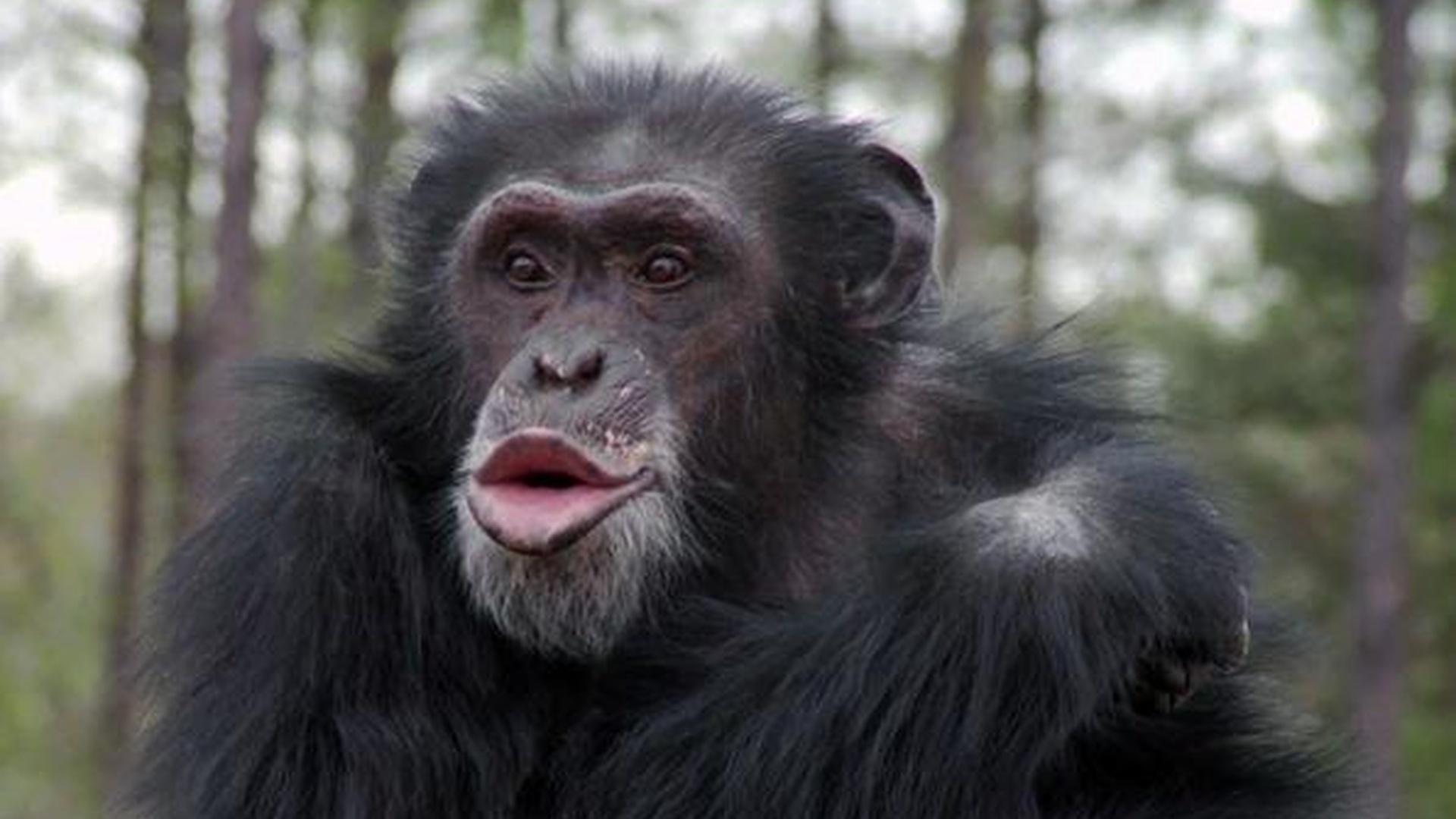 Chimpanzee Testing: Is it the Beginning of the End? | PBS NewsHour ...