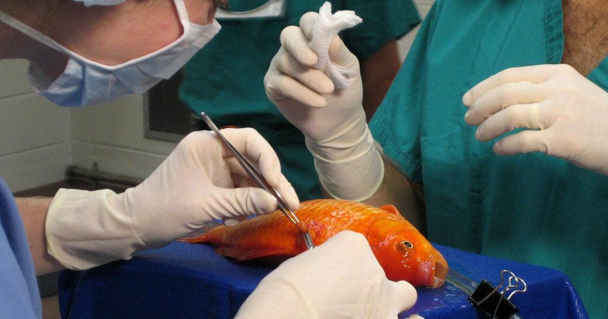 NOVA scienceNOW | Fish Surgery | PBS