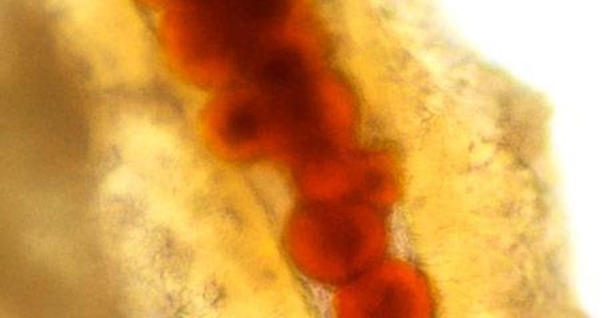 NOVA scienceNOW | T. Rex Blood? | PBS