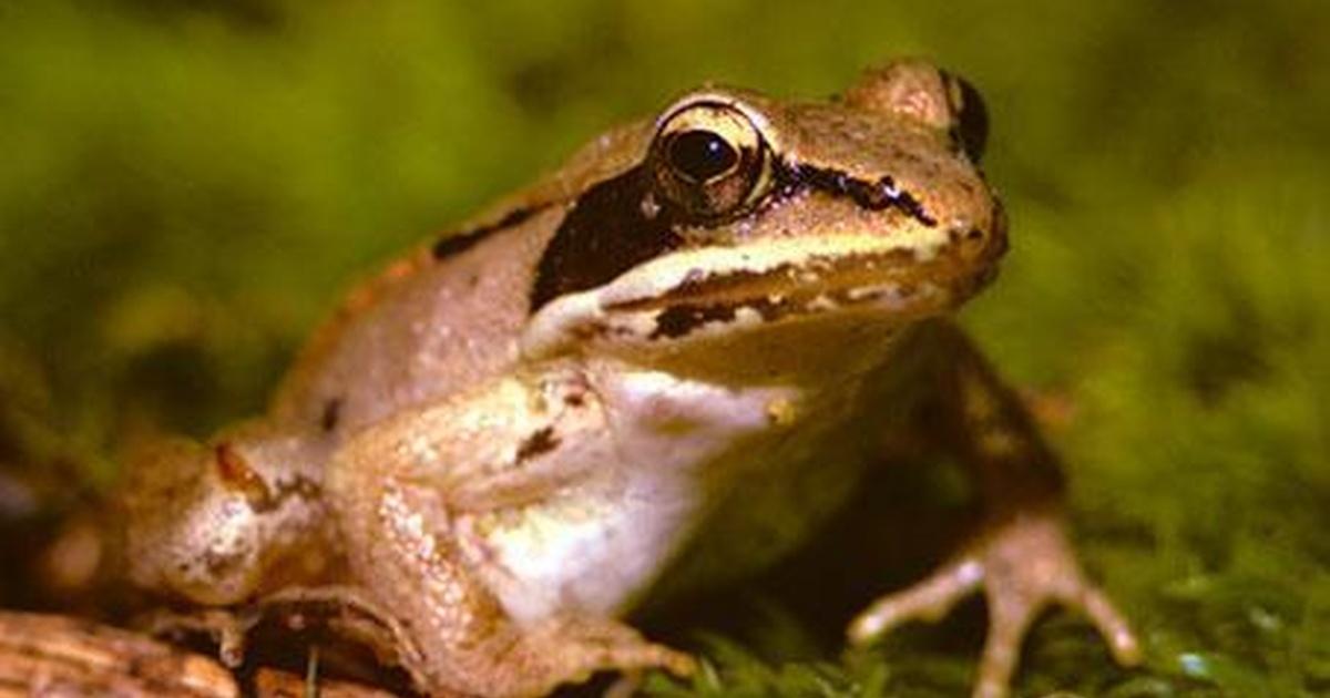 NOVA scienceNOW | Frozen Frogs | PBS