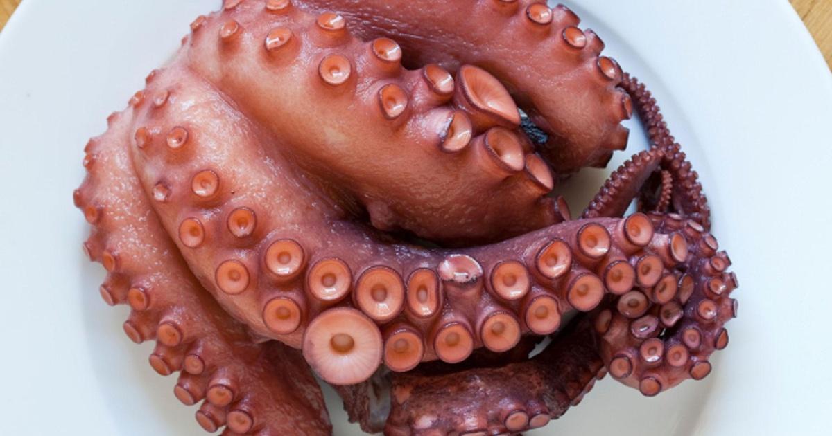 NOVA scienceNOW | How Smart Is an Octopus? | Season 5 | Episode 4 | PBS