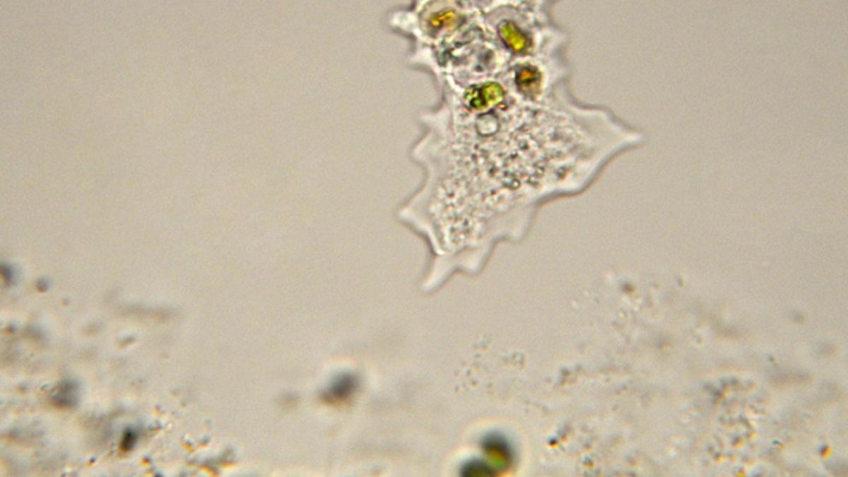 Revealing the Origins of Life | NOVA scienceNOW | NJ PBS