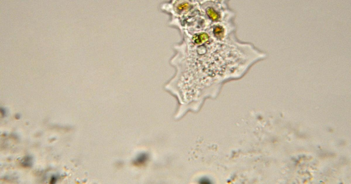 NOVA scienceNOW | Revealing the Origins of Life | Season 5 | Episode 5 ...