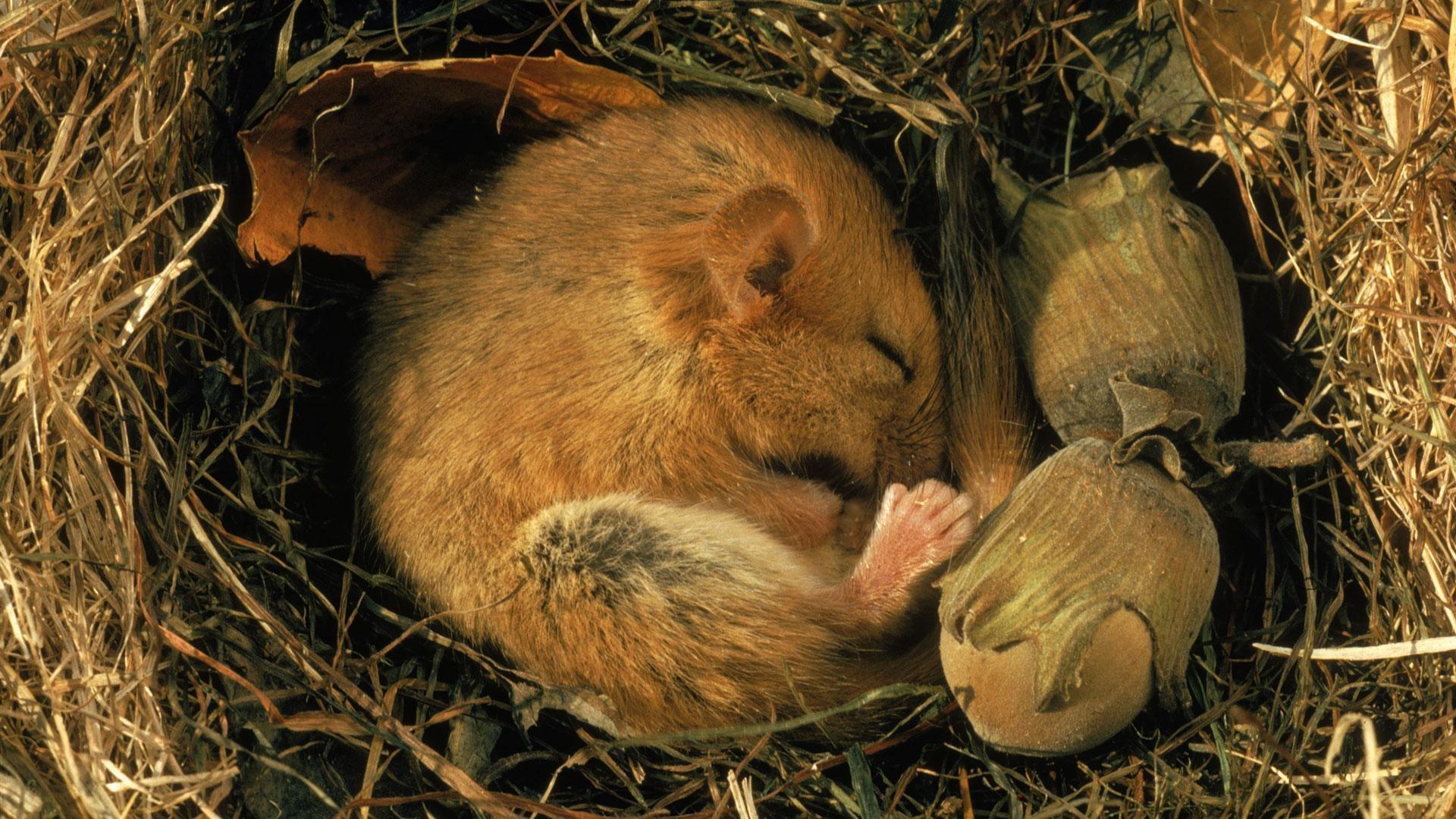 Human Hibernation | NOVA scienceNOW | THIRTEEN - New York Public Media