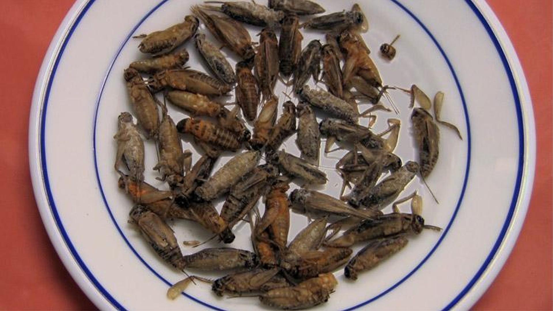 Five Reasons to Eat Insects | NOVA scienceNOW | NJ PBS