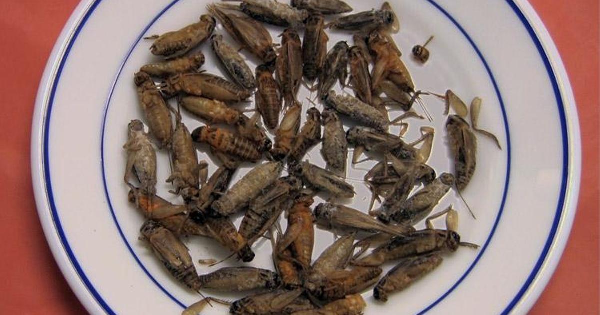 NOVA scienceNOW | Five Reasons to Eat Insects | PBS